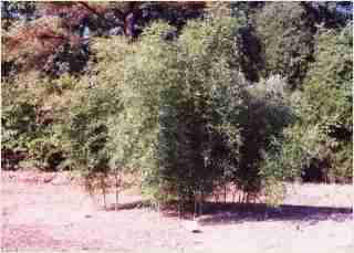 Phyllostachys elegans Elegant Bamboo